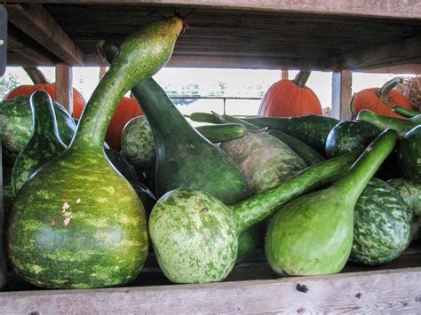 15 Types Of Gourds You Can Grow For Decor Crafts And More