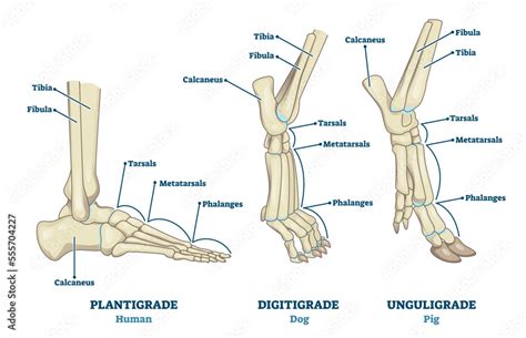 Plantigrade Digitigrade And Unguligrade Comparison Vector Illustration