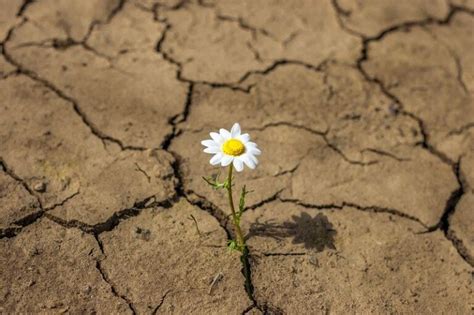 ¿sabes Cuál Es El Significado De Resiliencia Te Lo Explicamos En Fácil