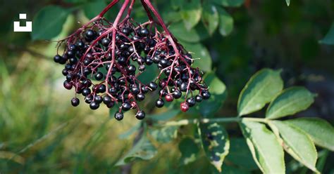 나무에 매달려 있는 열매 한 다발 사진 Unsplash의 무료 브로츠와프 이미지