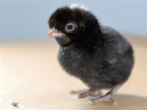 Resourceful Mom Finds Priceless Way To Comfort Tiny Chick Who Wont