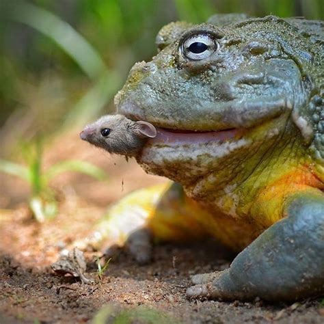 African Bullfrog Teeth