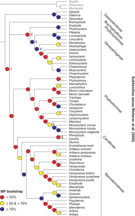 Strict Consensus Of Maximum Parsimony Mp Trees And Summary Of