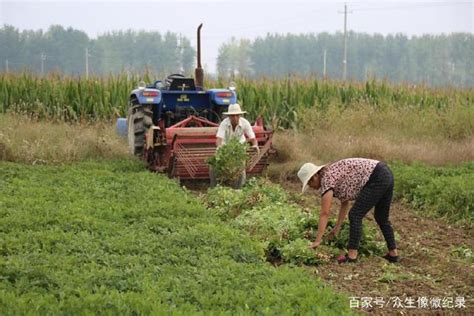 淮滨：防胡镇农民机械收花生一天20亩 企业官网