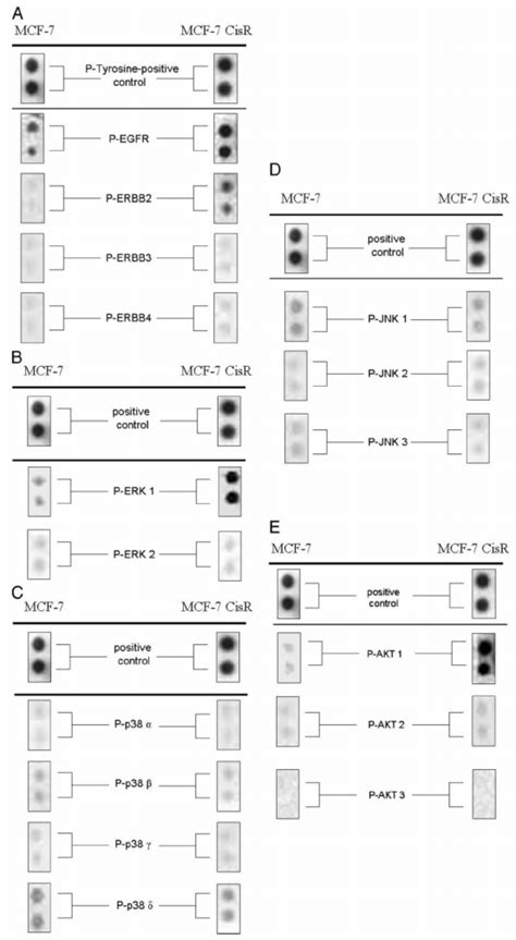 Systematic Analysis Of Erbb Mapk And Akt Signaling Pathway Activity