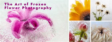 The Art Of Frozen Flower Photography Photography Adventures