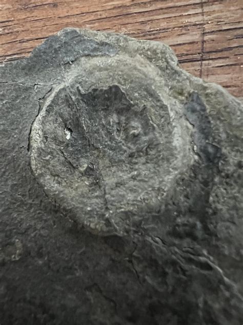 Curious If This Could Be A Fossil Found At Isle Of Skye Scotland Inner Circle Is 2 Cm In