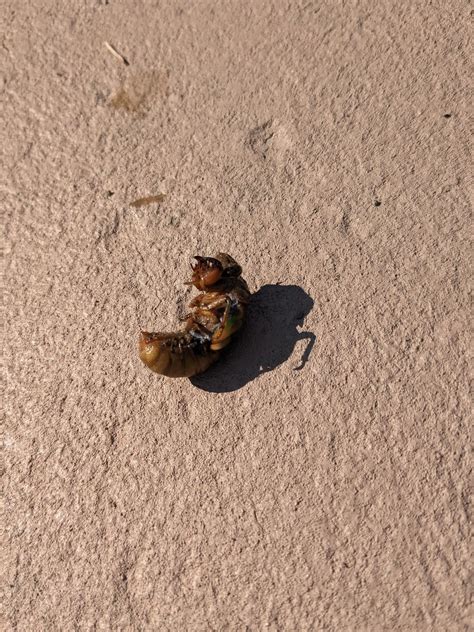 Found This Big Dead Bug In My Pool Rwhatisthisbug