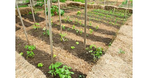 Най добри предшественици за Български Фермер