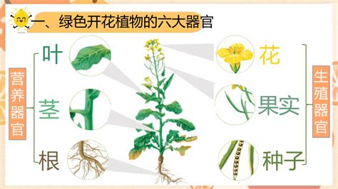 2 2 3植物体的结构层次课件 共22张ppt 人教版生物七年级上册 21世纪教育网