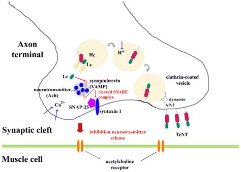Ijms Free Full Text Fragment C Of Tetanus Toxin New Insights Into Its Neuronal Signaling