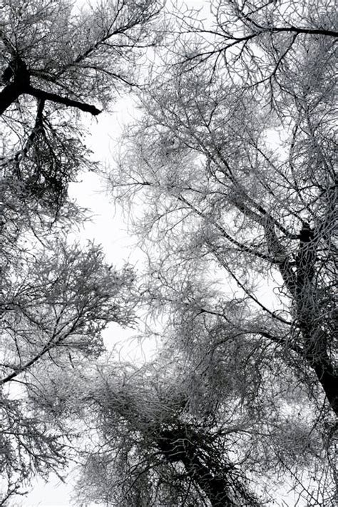 집 밖의 가지 감기 겨울 경치가 좋은 계절 계절성 고요한 광야 나무 날씨 눈 뚜렷한 미니멀 미니멀리스트 반짝이는 벌거 벗은 나무 불모의