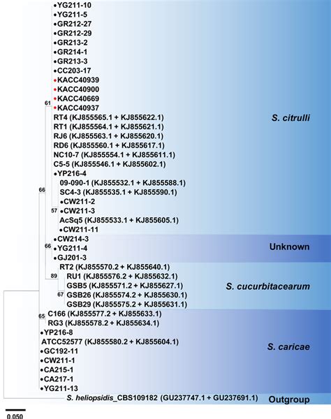 Multi Locus Phylogenetic Analysis Based On The Internal Transcribed Download Scientific Diagram
