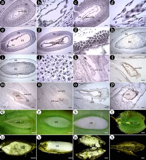 Endosperm Development And Abnormal Seed Development Of G Littoralis