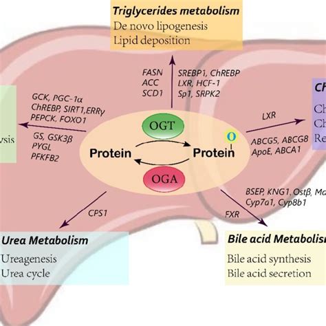 Schematic Of O Glcnacylation In Liver Metabolism Download Scientific