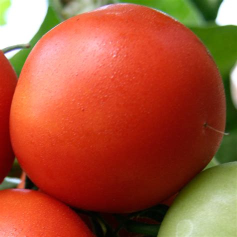 Лучшие низкорослые сорта томатов | Домашняя ферма