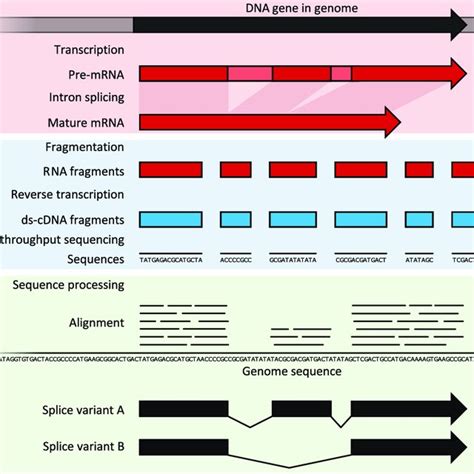 Summary Of RNA Sequencing Within The Organisms Genes Are Transcribed Download Scientific