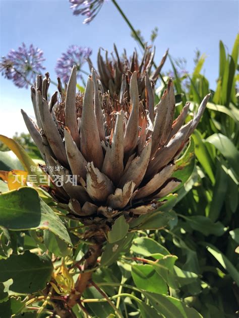 자연과 공존about 남아프리카공화국① 불에 타야만 종자를 퍼트리는 킹 프로테아
