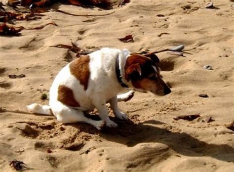 Как понять что у щенка глисты виды симптомы как лечить