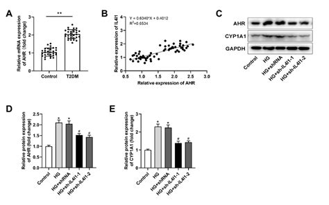 Il4i1 Regulated The Ahr Signaling In Cells Hepg2 Cells Were Download Scientific Diagram