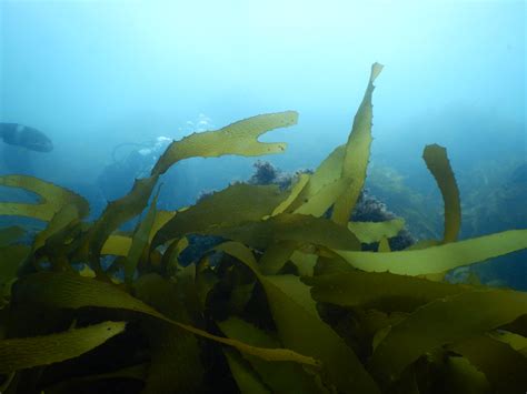 Sea Weeding How Gardening In Port Phillip Bay Helps Native Kelp