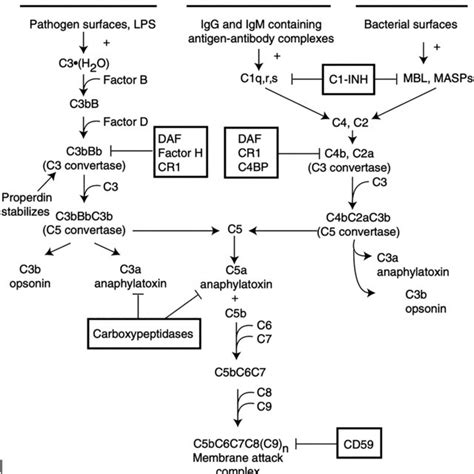 Basic Structure Of The Complement System C Complement C4bp C4b