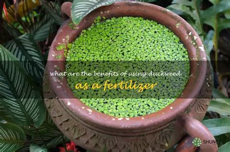 Unlocking The Potential Of Duckweed Exploring The Benefits Of Using Duckweed As A Fertilizer