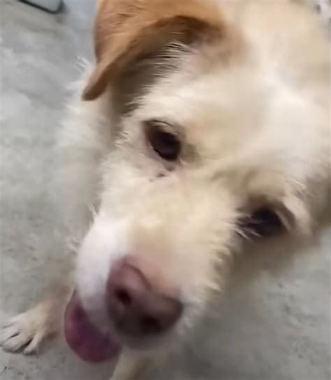 歯を剥き出し噛みつかんばかりの元野犬 優しく根気強く接したスタッフ 思いが通じた数カ月後リードをつけての散歩が実現まいどなニュース