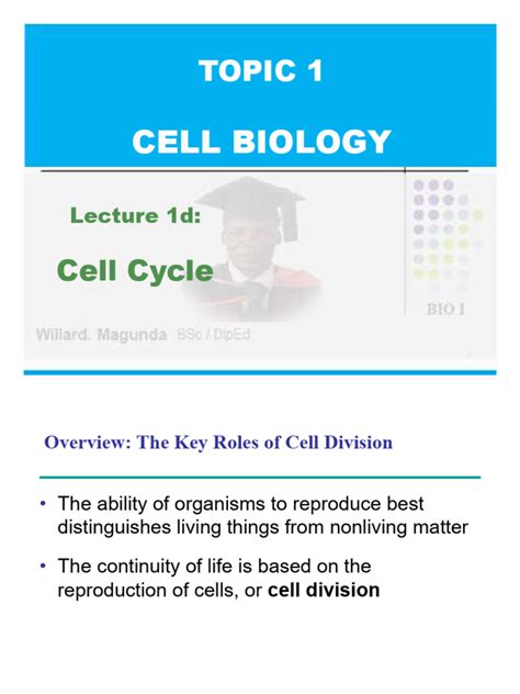 1d The Cell Cycle Pdf Pdf