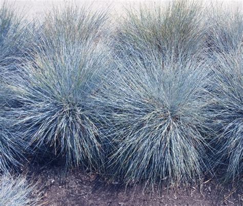 Blue Fescue Festuca Glauca Seeds