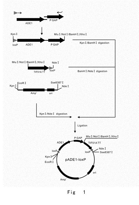 novel gene targeting method eureka patsnap