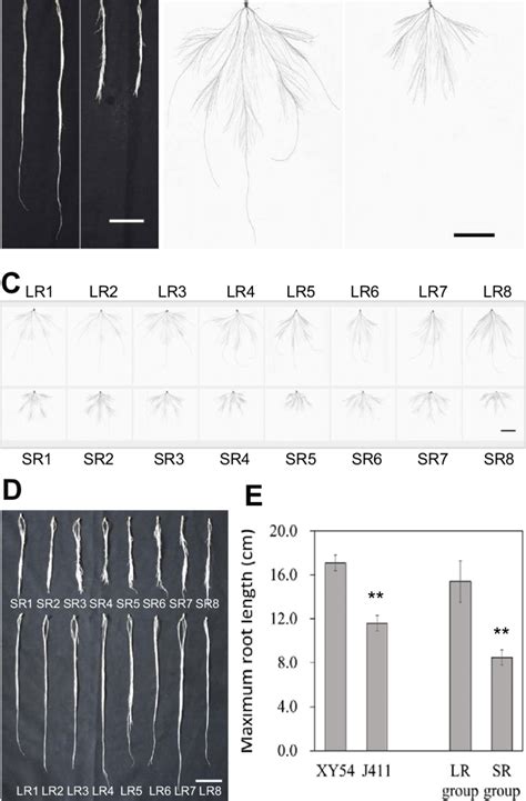 Root Phenotype Of Wheat Varieties Xy54 J411 The Lr Group Long Root Download Scientific