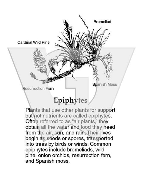 Epiphytes Wilderness Graphics Inc