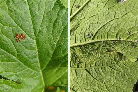 How To Get Rid Of Squash Bugs Naturally 7 Easy Tips