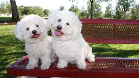 Бишон фризе фото собаки цена описание породы характер видео