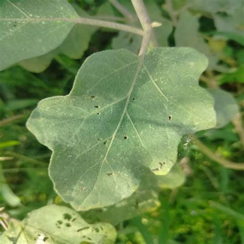 Eggplant Leaf Diseases Object Detection Model By Yolov11