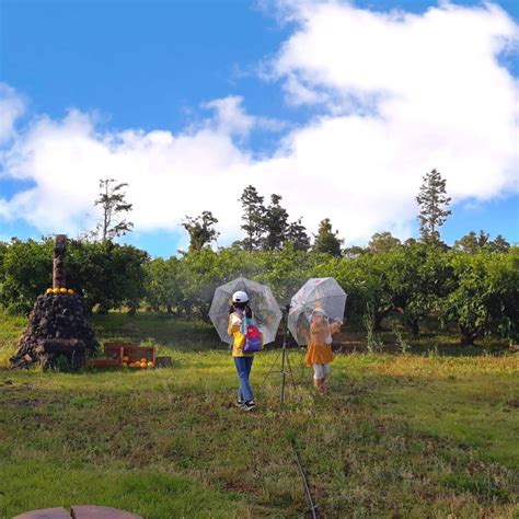 Fruitte 귤의정원 귤밭피크닉 🌿 귤꽃이 진 자리에 초록색 아기 귤이 열심히 자라나고 있는