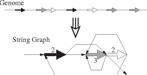 Figure 1 From The Fragment Assembly String Graph Semantic Scholar
