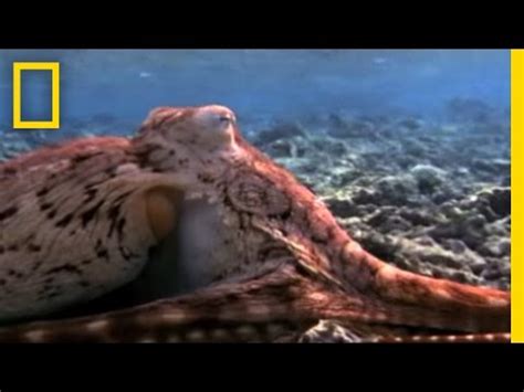 Octopus Sex Why Evolution Is True