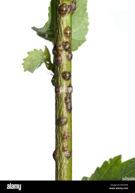 Plant Stem Heavily Infested By Scale Insects Coccoidea Isolated On