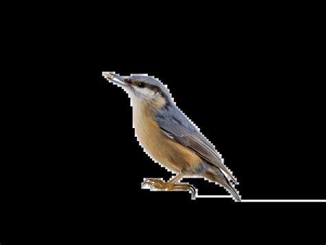 Kleiber Wildtiere In Europa