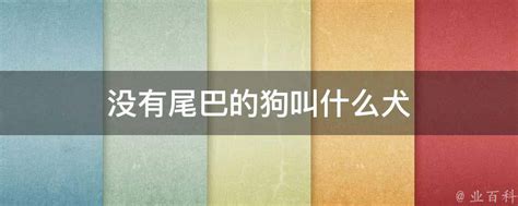 没有尾巴的狗叫什么犬 业百科