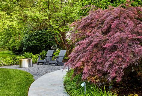 6 Best Trees That Change Color With The Seasons Livingetc