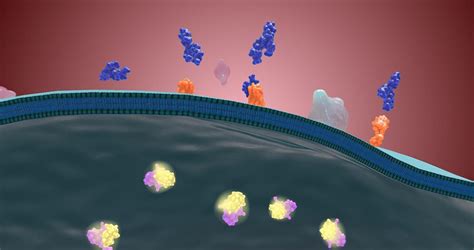 Premium Photo Platelet Activation And Aggregation Play An Important