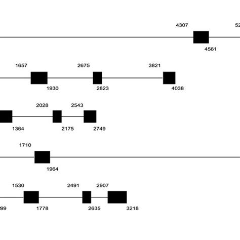 Schematic Presentation Of Intron Exon Structure Of Glabralysin Genes Download Scientific