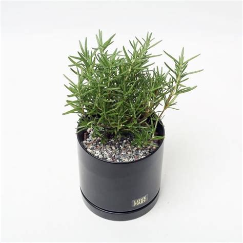 Lovepiary 로즈마리 허브 실내공기정화식물 카페 인테리어 화분 핫트랙스