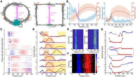 Working Memory Features Are Embedded In Hippocampal Place Fields Cell Reports