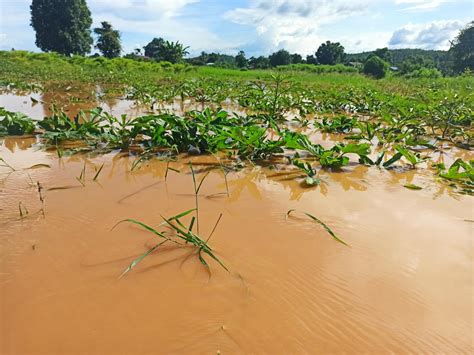 ဝန်းသိုမြို့နယ်၌ မိုးသည်းထန်စွာရွာသွန်းမှုကြောင့် ကျေးရွာအချို့၌ ရေကြီးရေလျှံမှုဖြစ်ပေါ်၍ သီးန