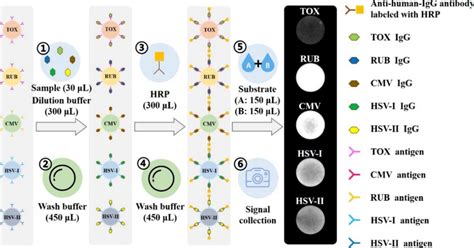 protocol and procedure of chemiluminescence immunoassay on download scientific diagram