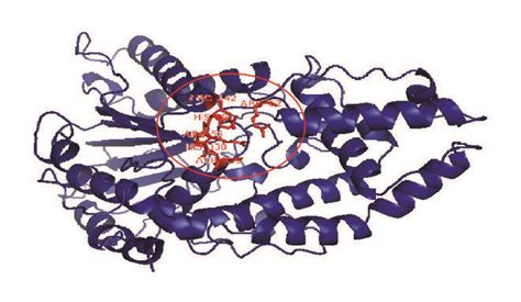 A Ribbon Diagram Of 3 Phytase A Pdb Id 3k4q The 6 Residues Marked